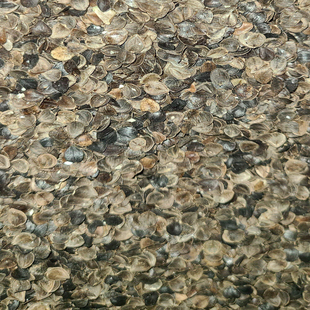 Buckwheat Hulls - Are Grown in the US! Wholesale pricing by the pound ...