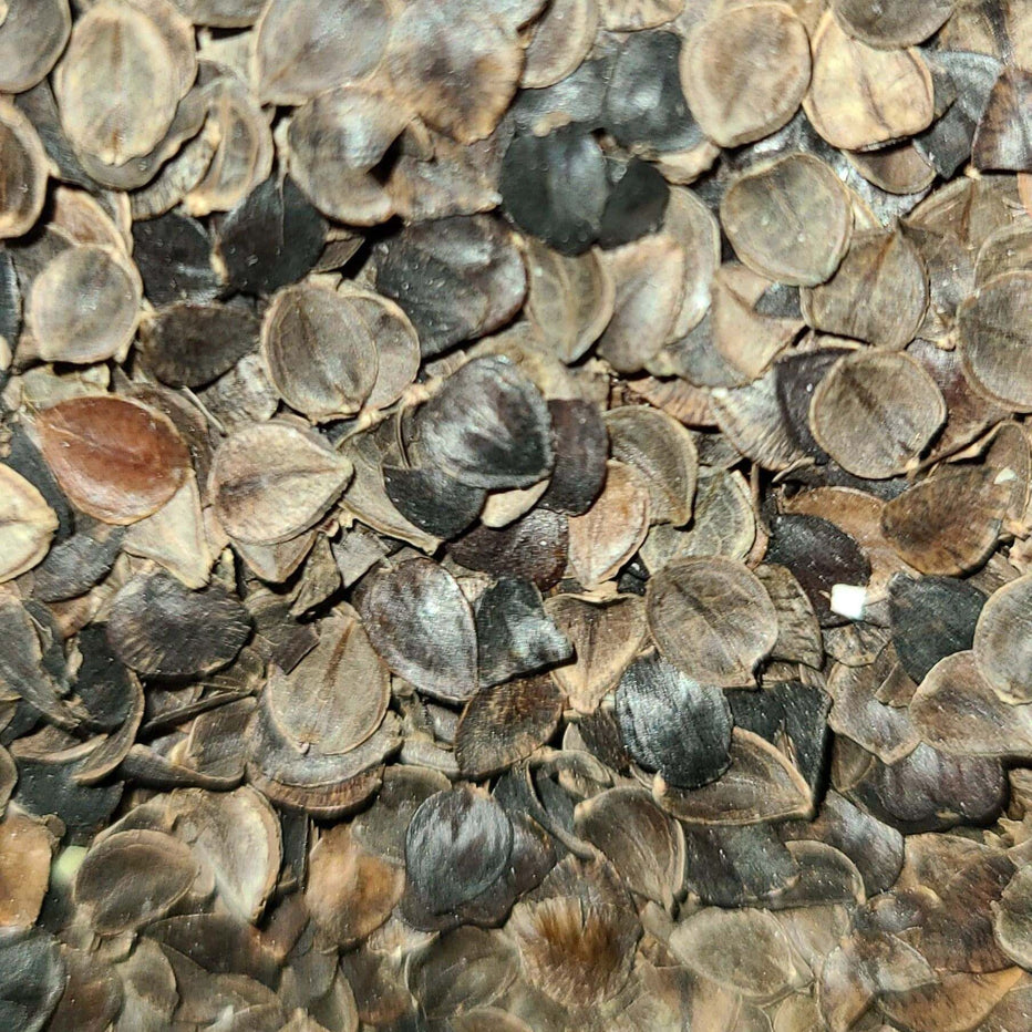 Buckwheat Hulls - Are Grown in the US! Wholesale pricing by the pound ...